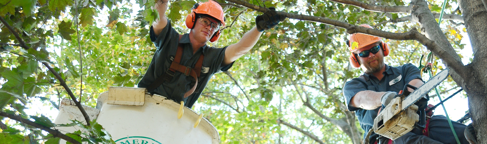 American Tree Experts | Tree specialists since 1950 | New Berlin, WI