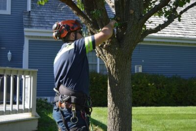 Home - American Tree Experts