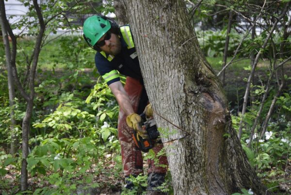 Home - American Tree Experts