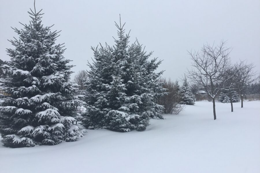 News - American Tree Experts