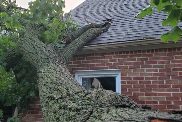 Home - American Tree Experts